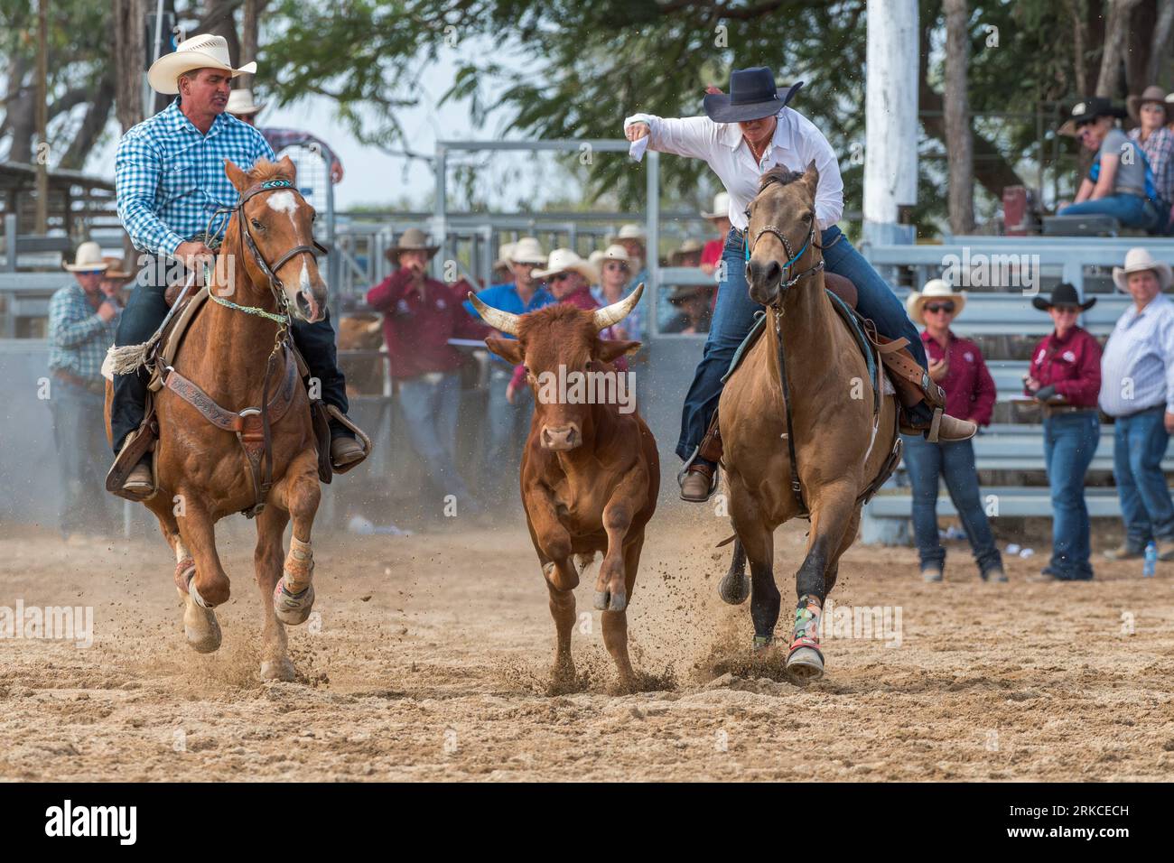 Cowgirl and her hazer track the steer as the competitor successfully ...