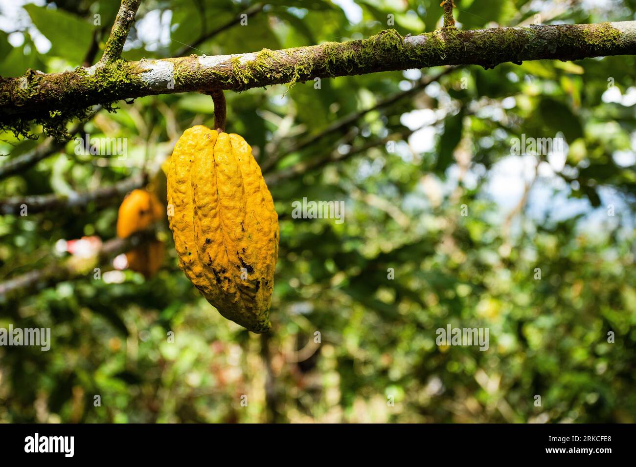 Yellow and green cocoa pod hi-res stock photography and images - Alamy
