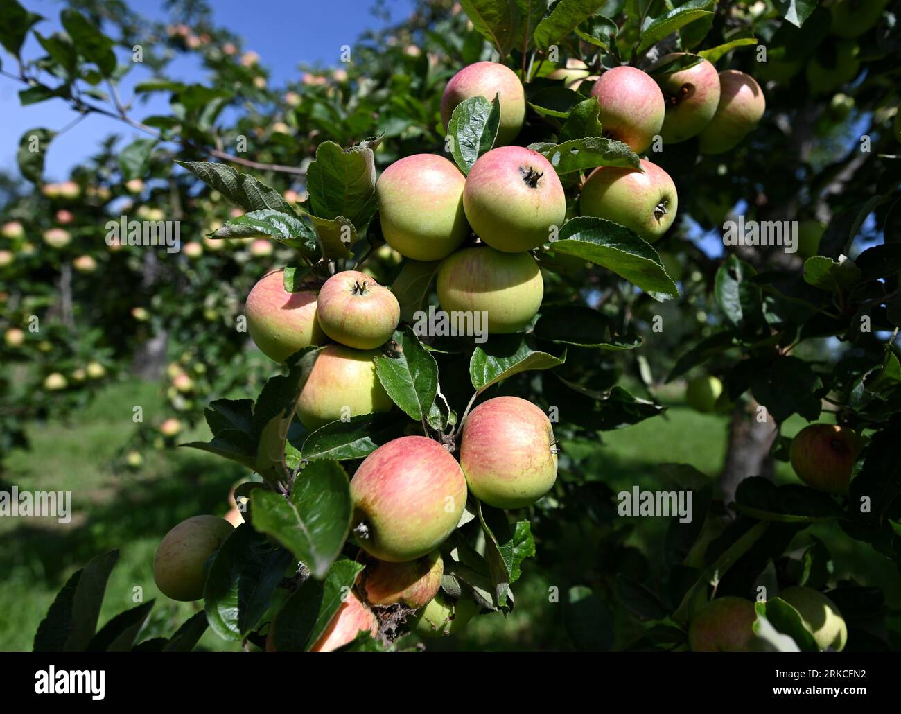 Stolen fruit hi-res stock photography and images - Alamy