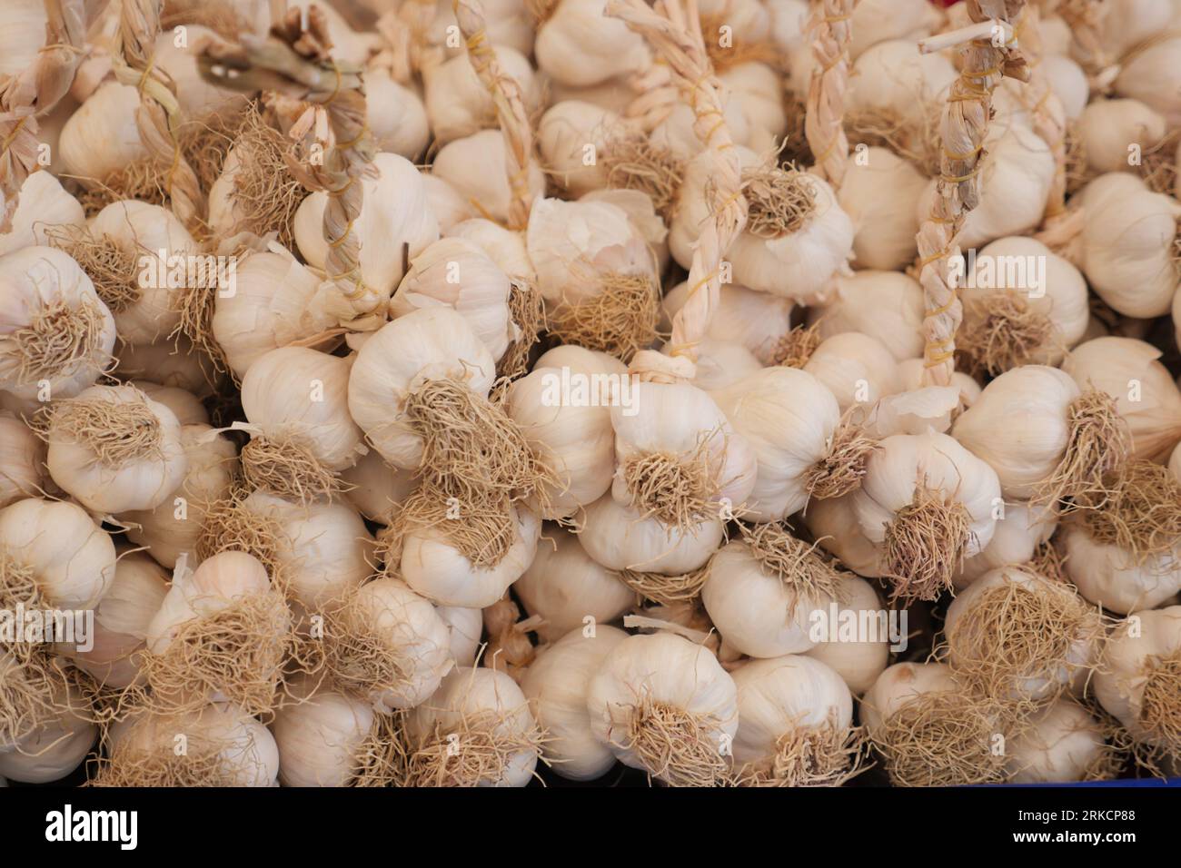 close up pf garlic on white background Stock Photo - Alamy