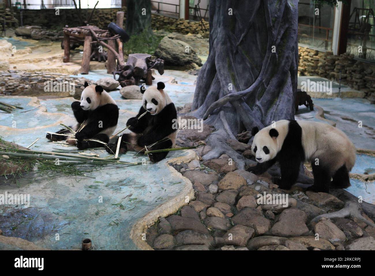 Giant bamboo home hi-res stock photography and images - Alamy