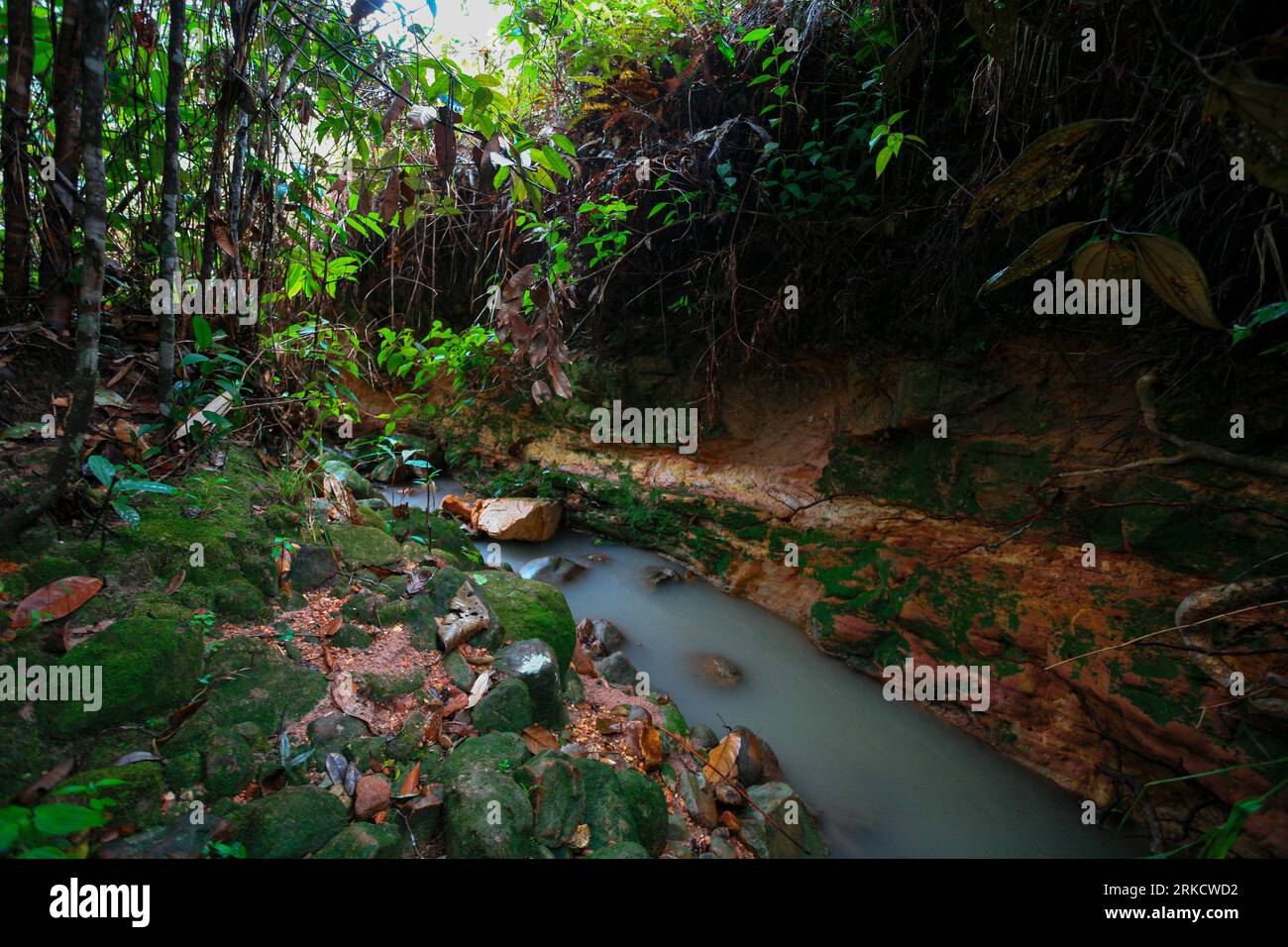 A lush rainforest creek surrounded by rocky terrain and dense ...