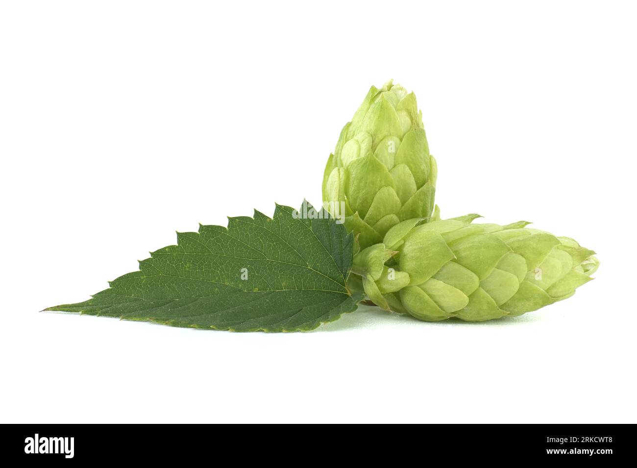 Fresh green hops cones in close up isolated on white background, full ...