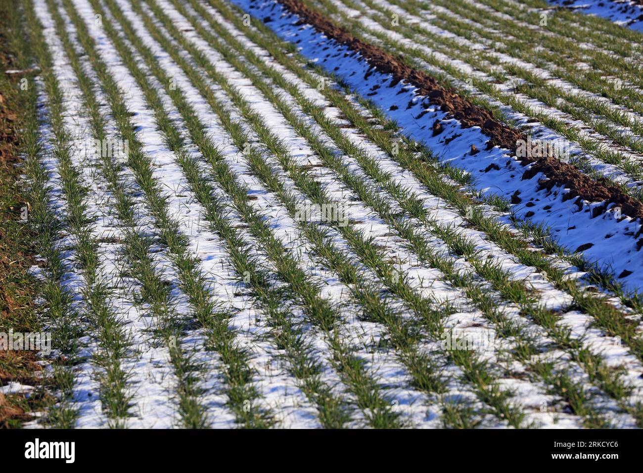 Snow in the fields hi-res stock photography and images - Alamy