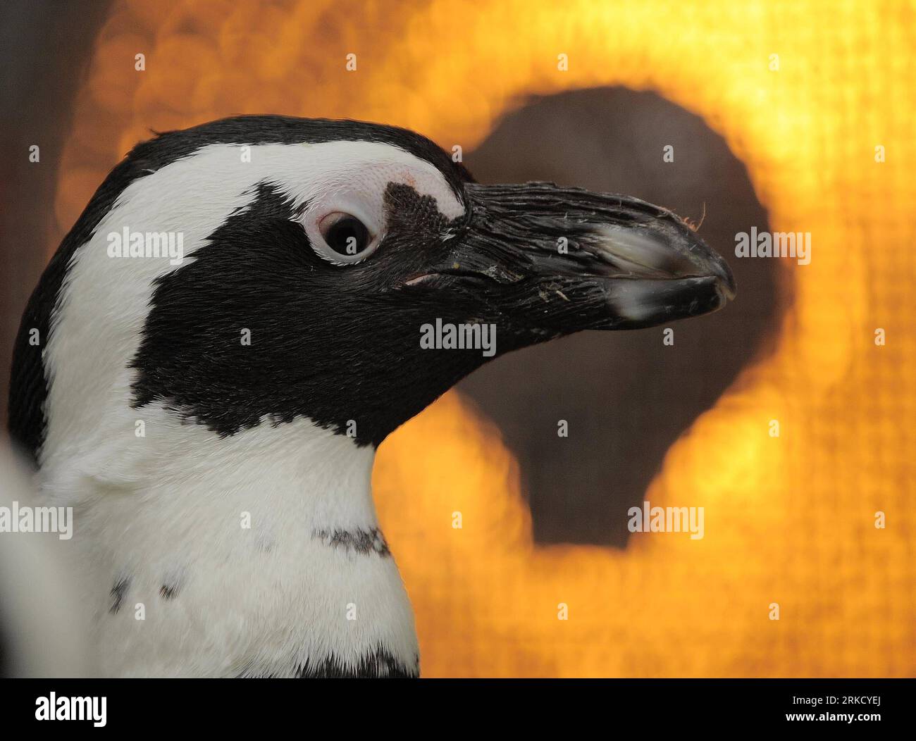 Zoo penguin china hi-res stock photography and images - Alamy