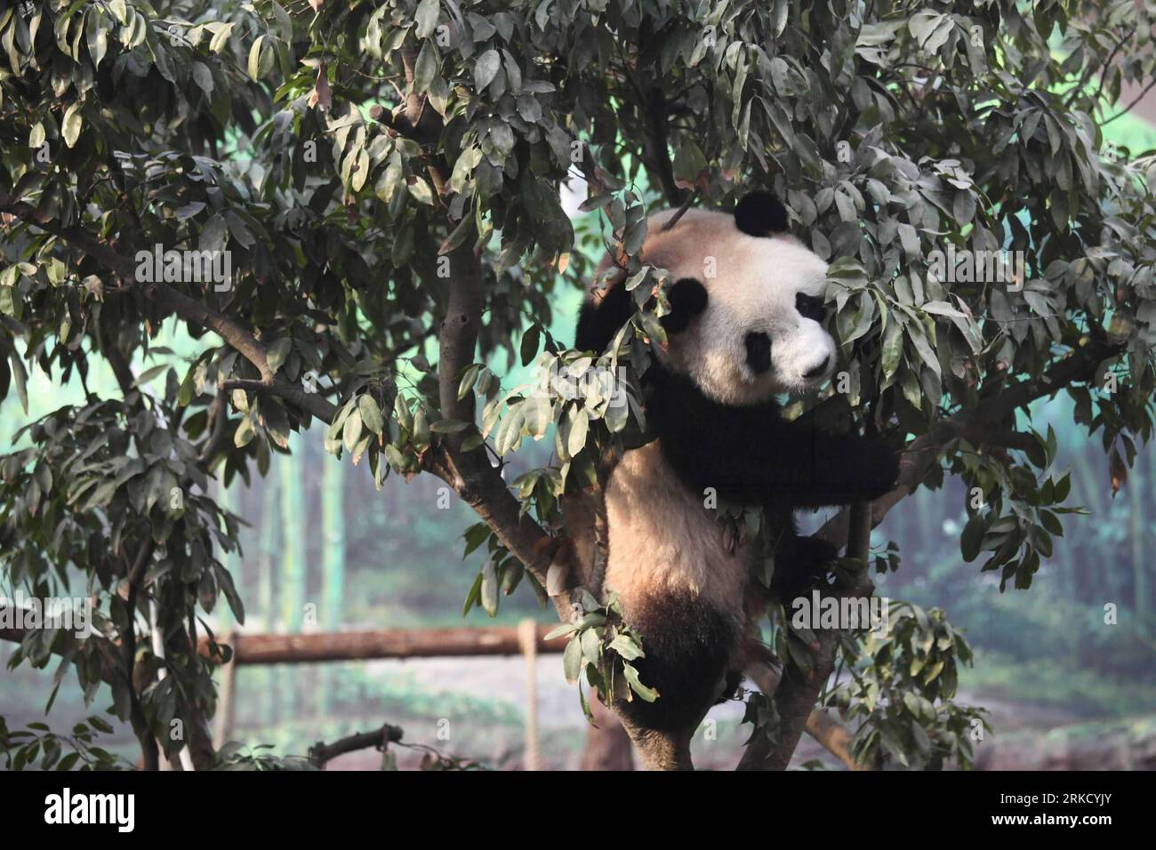 Bildnummer: 54829064 Datum: 18.01.2011 Copyright: imago/Xinhua (110118 ...