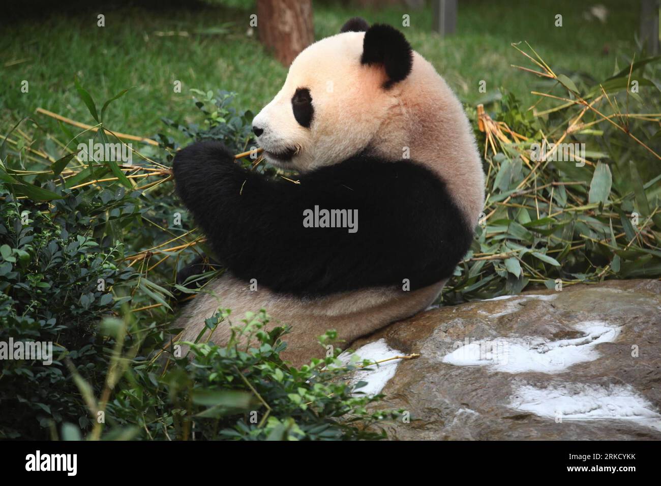 Bildnummer: 54829067 Datum: 18.01.2011 Copyright: imago/Xinhua (110118 ...