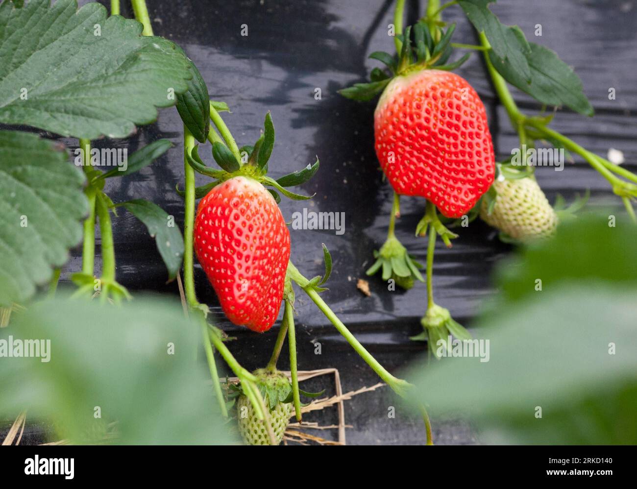 70 kilogram hi-res stock photography and images - Alamy
