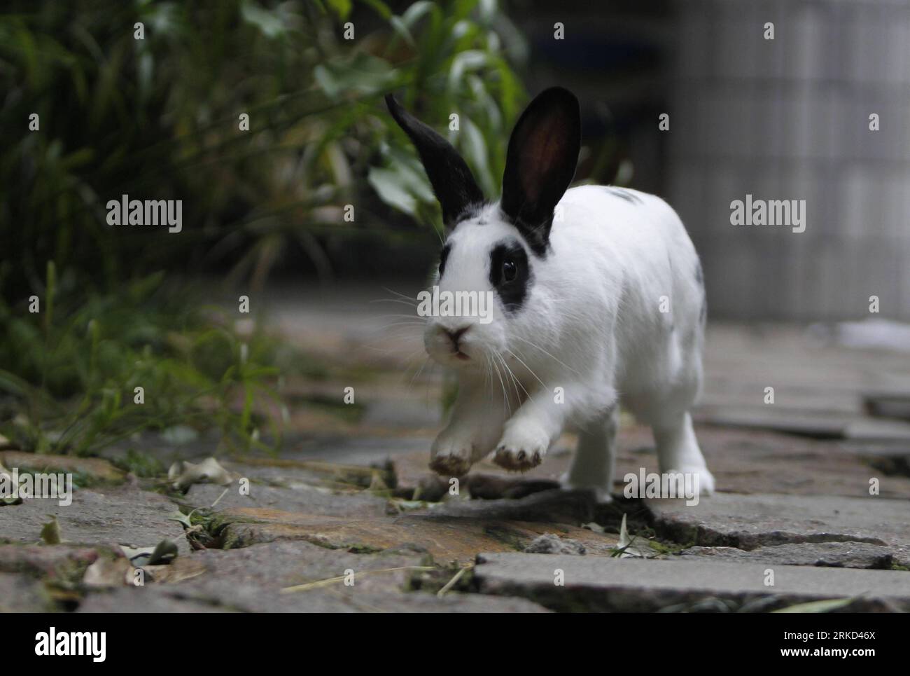 Bildnummer: 54858437 Datum: 27.01.2011 Copyright: imago/Xinhua (110127 ...