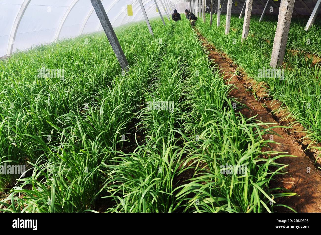 Chinesisches lauch hi-res stock photography and images - Alamy