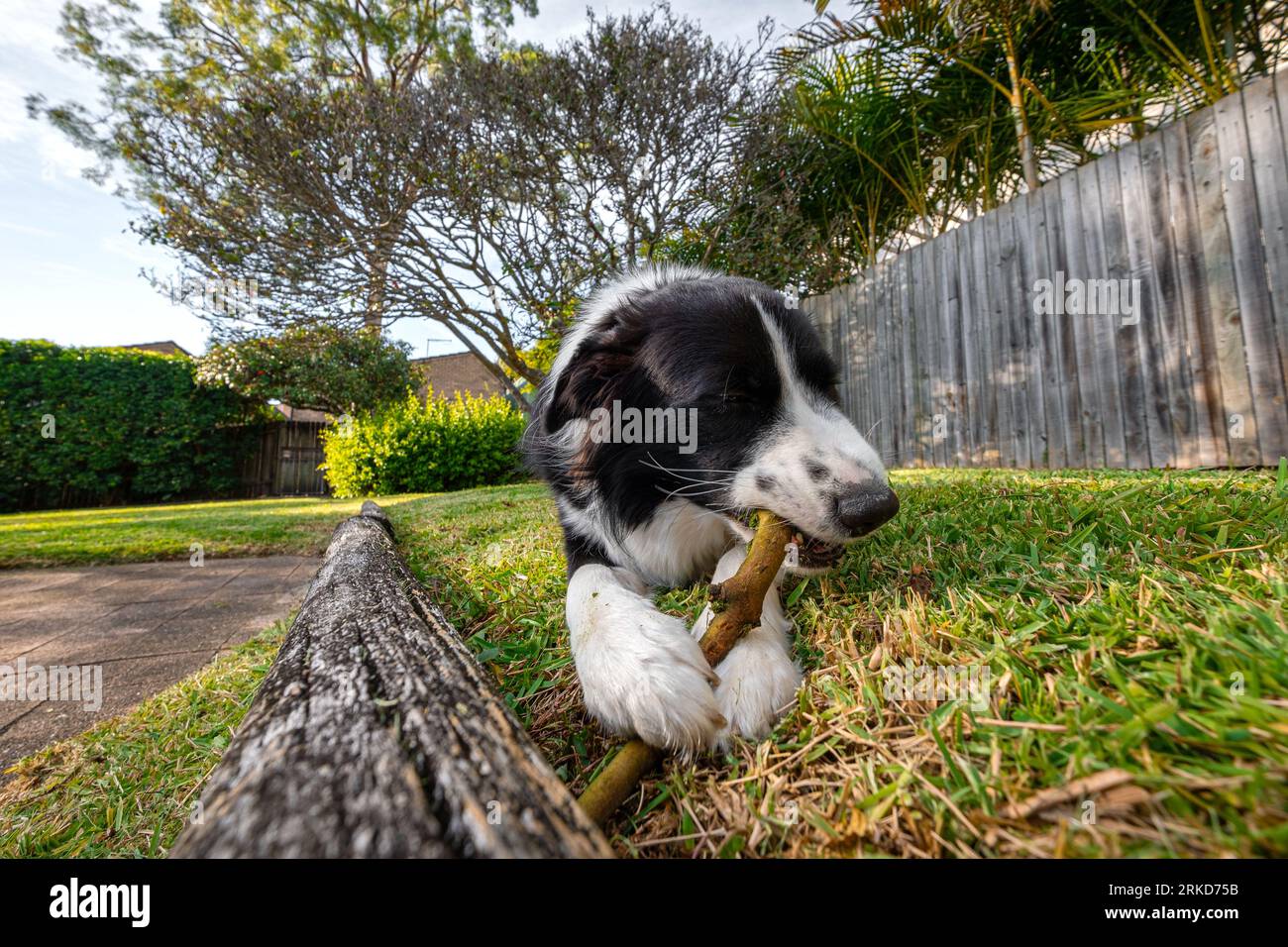 Border collie with stick hi-res stock photography and images - Alamy