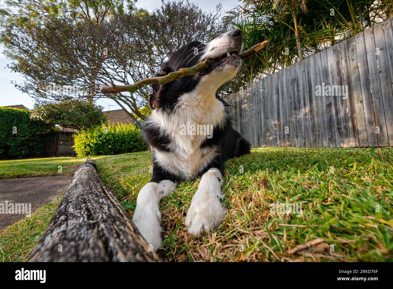 Border collie with stick hi-res stock photography and images - Alamy
