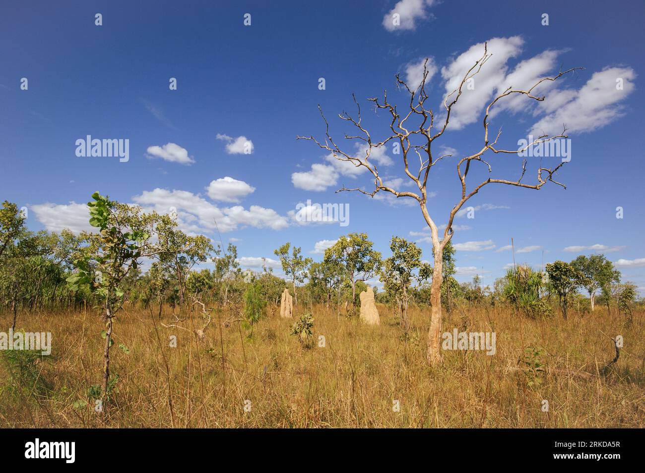 Dry bushland in Australian outback with tree and termite mounds ...