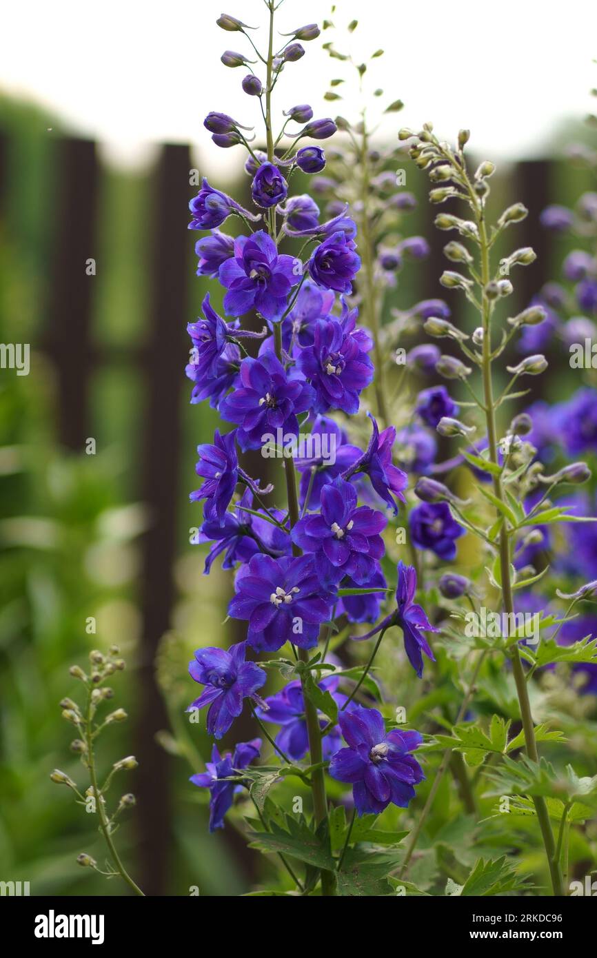 blooming delphinium. Blue flower is the delphinium in the garden on a ...