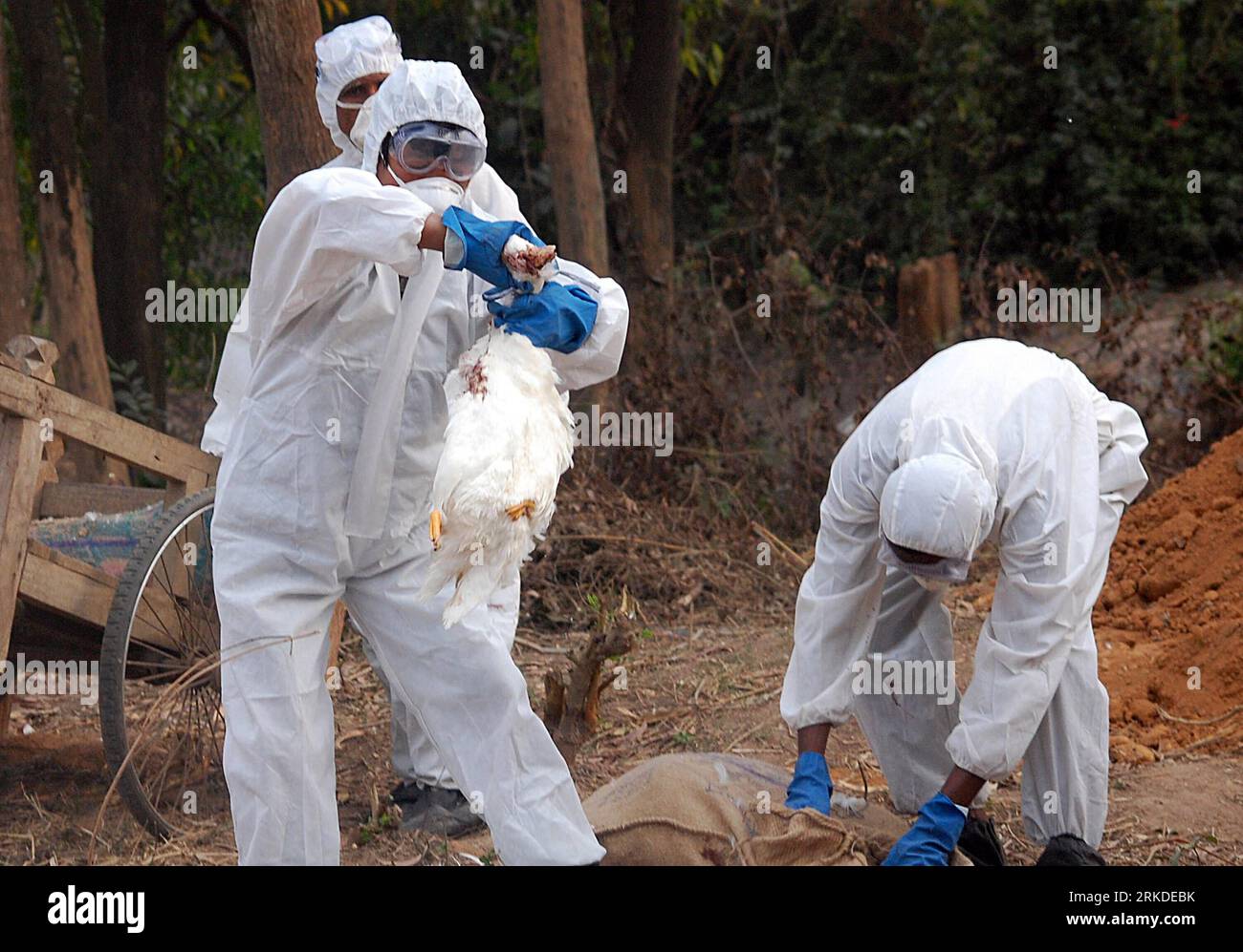 Culling birds hi-res stock photography and images - Alamy