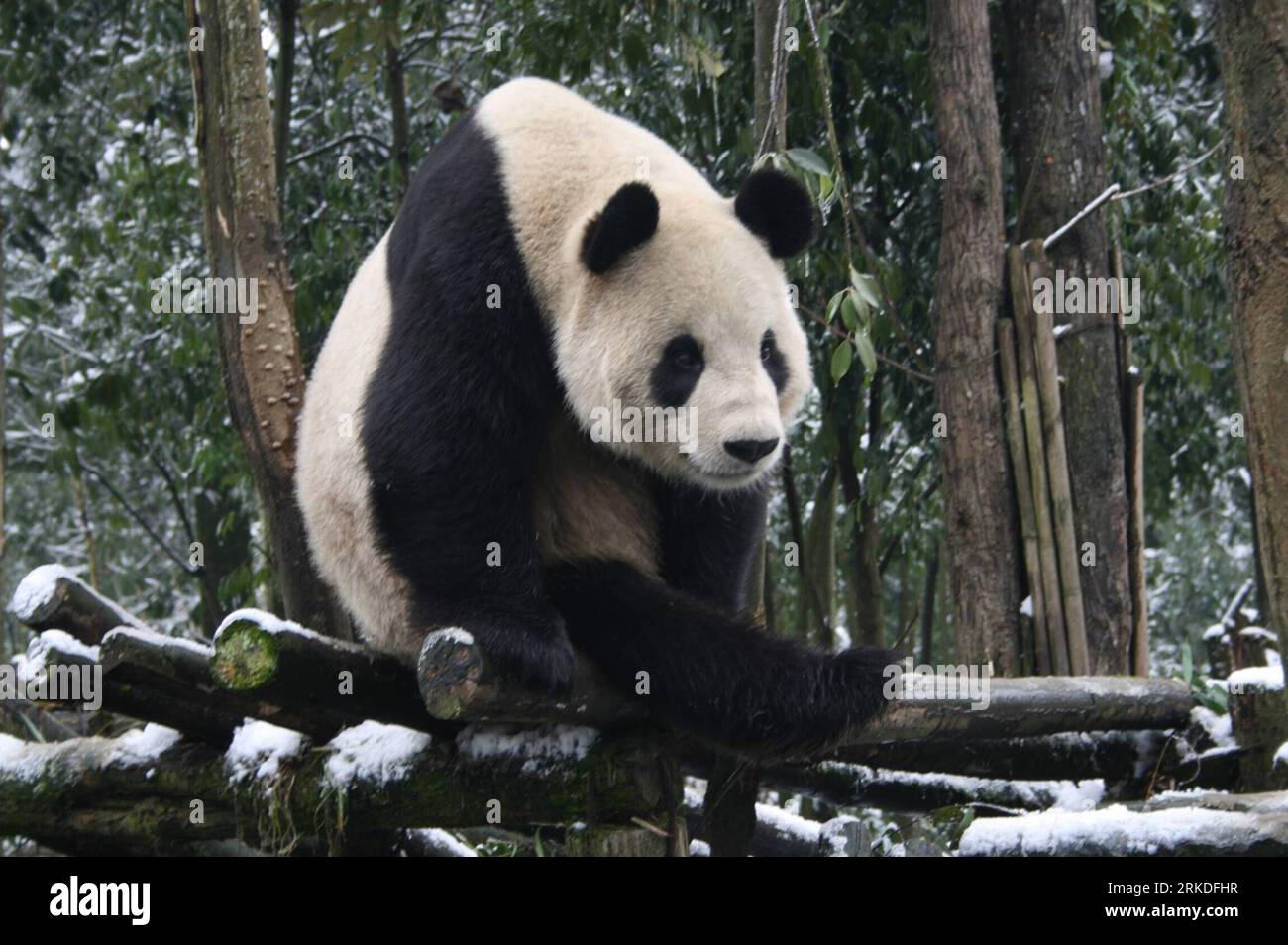 Tokyo ueno zoo hi-res stock photography and images - Alamy
