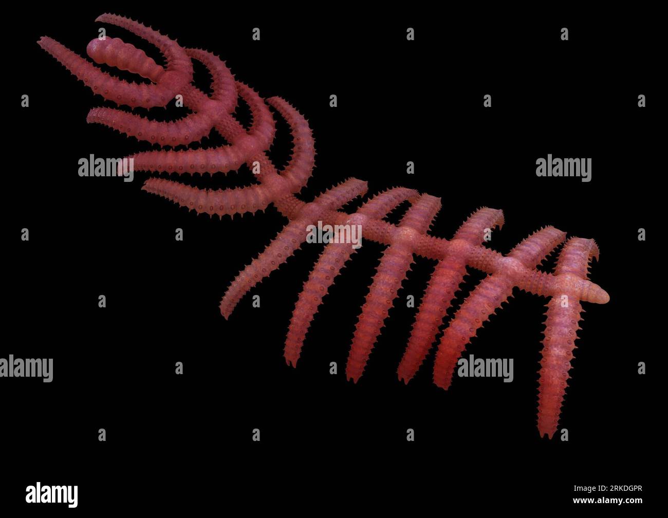 Jointed legs hi-res stock photography and images - Alamy