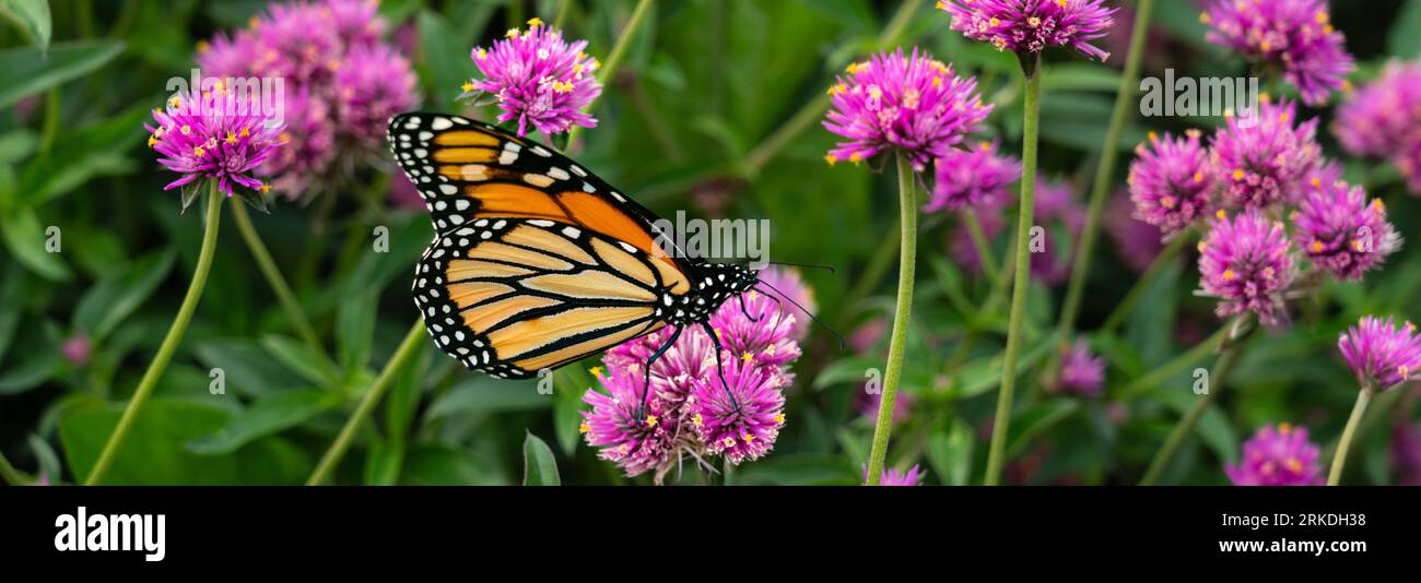 Danaus plexippus monarch butterfly hi-res stock photography and images ...