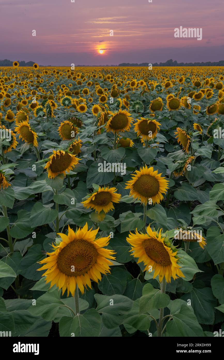 A field of sunflowers at sunset near Plum Coulee, Manitoba, Canada ...