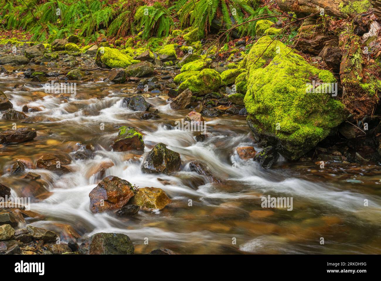 A small stream with moss covered trees and logs in Goldstream ...