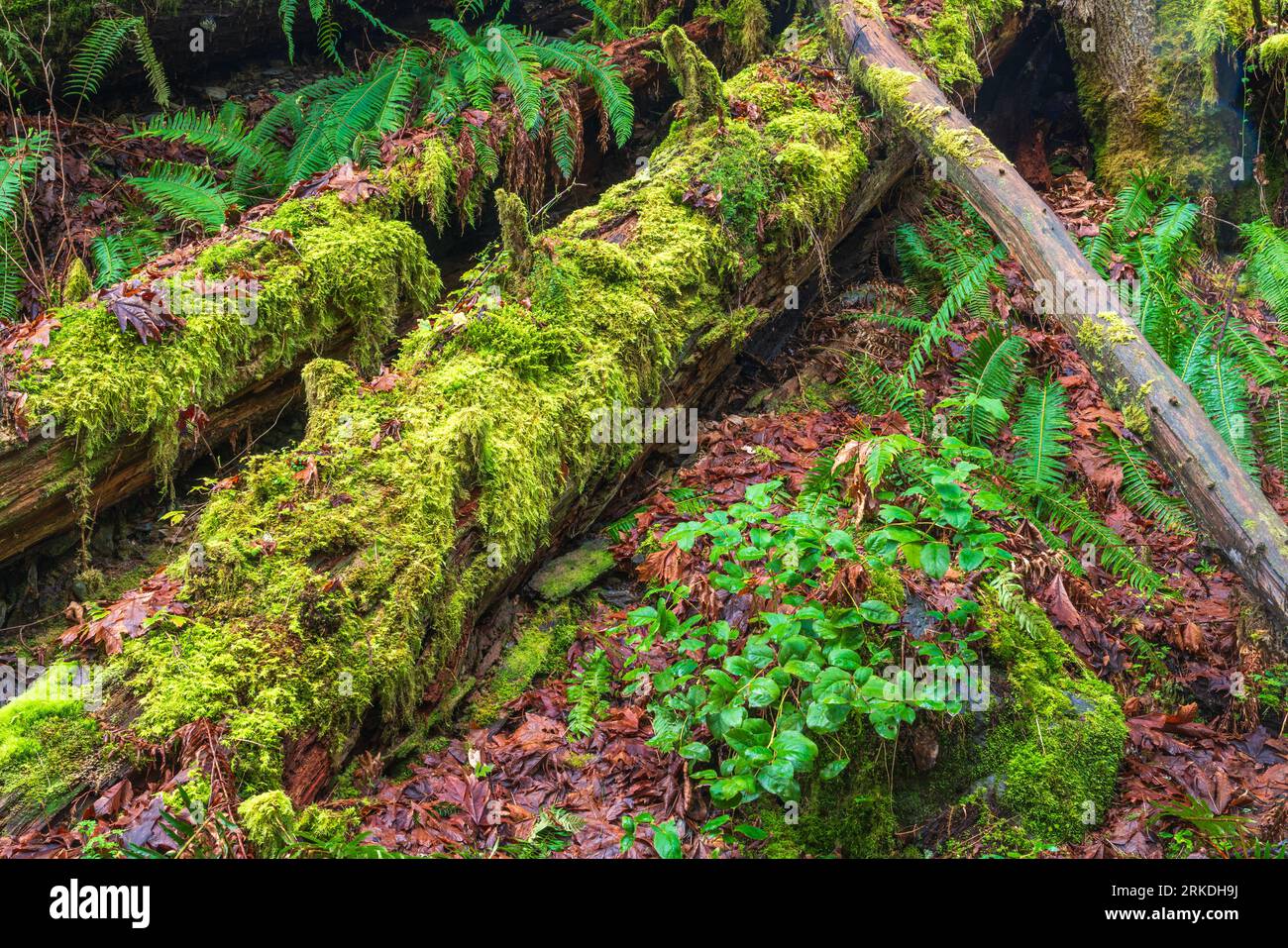 Moss covered trees and logs in Goldstream Provincial Park, Vancouver ...