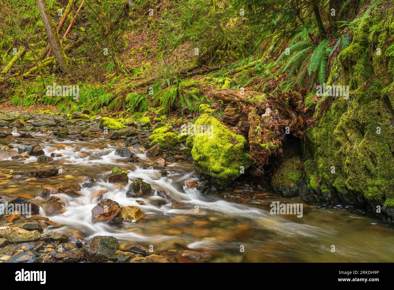 A small stream with moss covered trees and logs in Goldstream ...