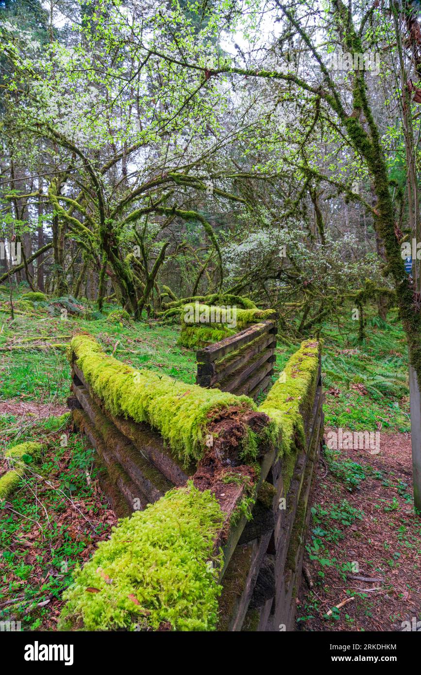 Rainforest scene in Francis King Regional Park, Vancouver Island ...