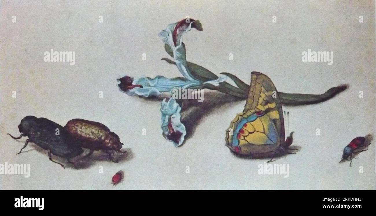 Iris with four beetles and a butterfly between 1638 and 1657 by ...