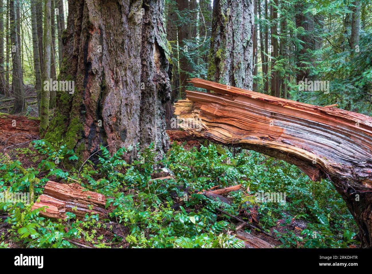 Rainforest scene in Francis King Regional Park, Vancouver Island ...