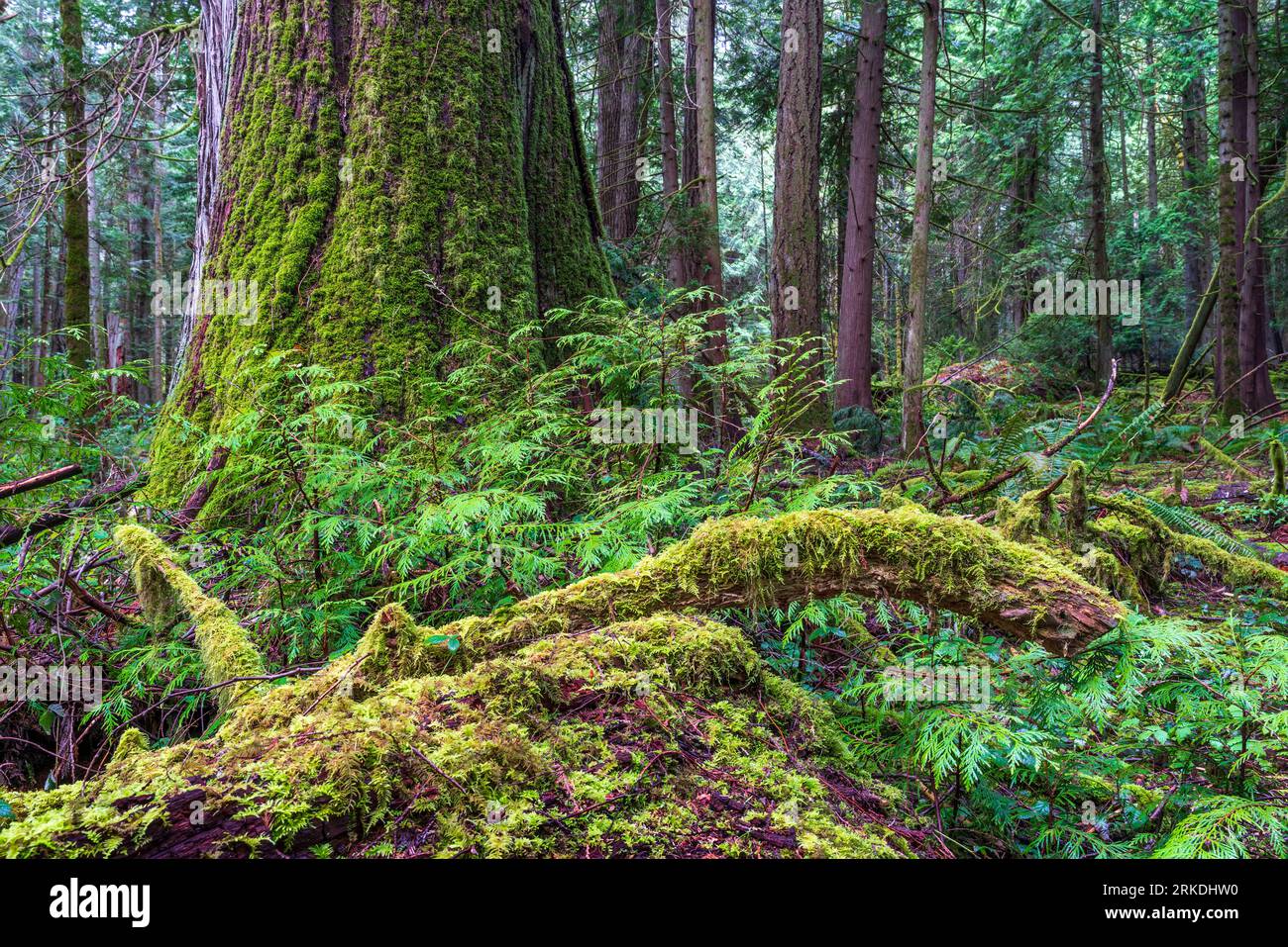 Rainforest scene in Francis King Regional Park, Vancouver Island ...