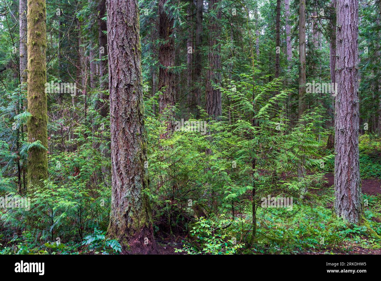 Rainforest scene in Francis King Regional Park, Vancouver Island ...
