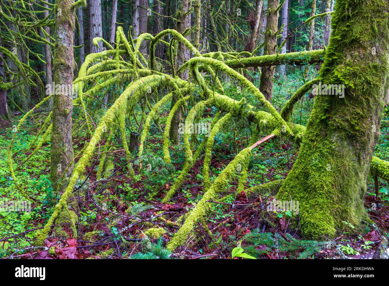 Rainforest scene in Francis King Regional Park, Vancouver Island ...