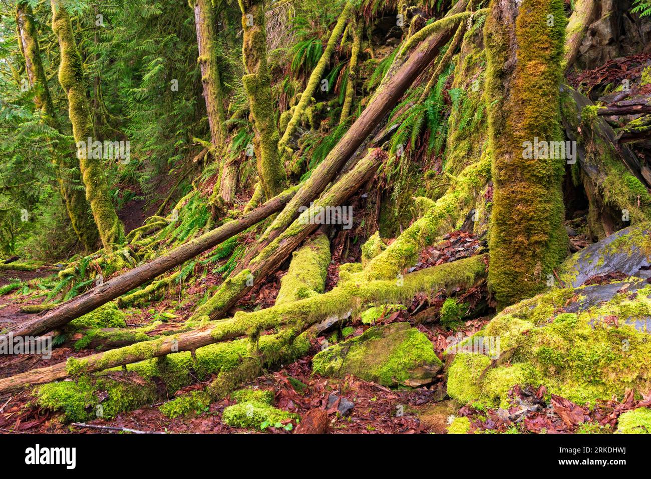 Moss covered trees and logs in Goldstream Provincial Park, Vancouver ...