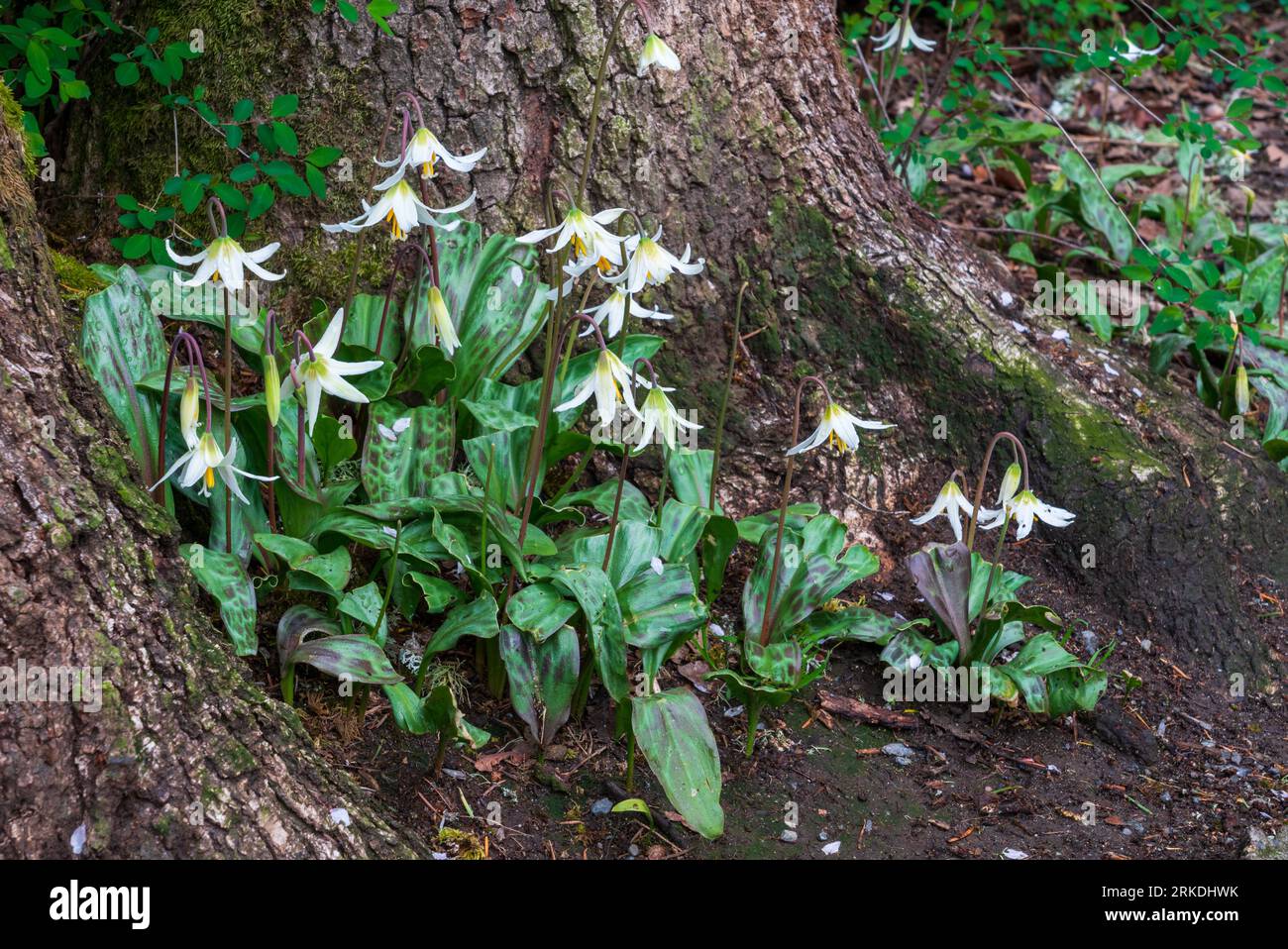 Rainforest scene in Francis King Regional Park, Vancouver Island ...