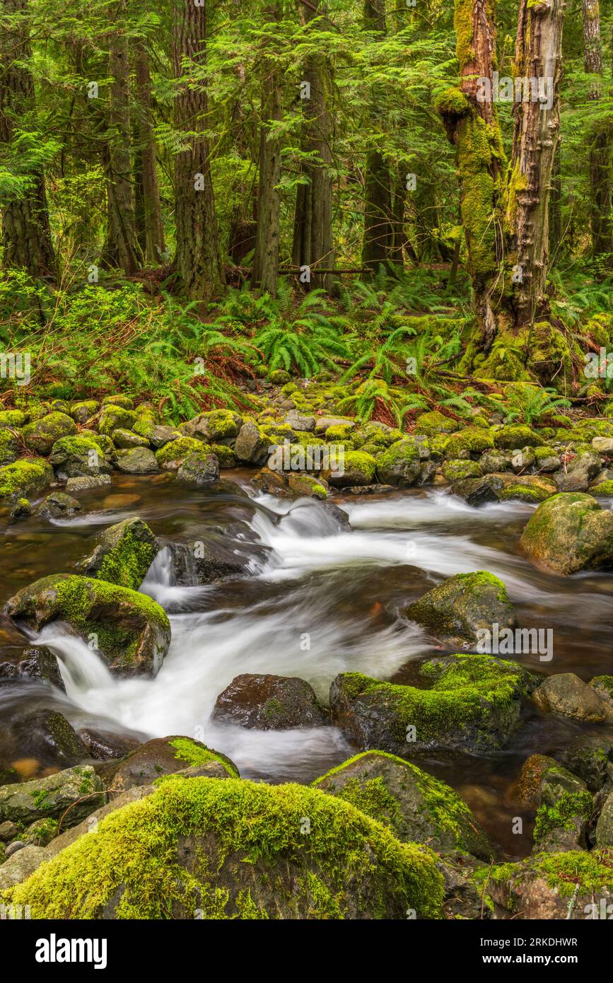 A small creek running through the forest at Sooke Regional Park ...