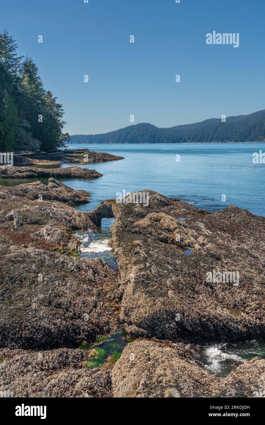 Tidal forest hi-res stock photography and images - Alamy