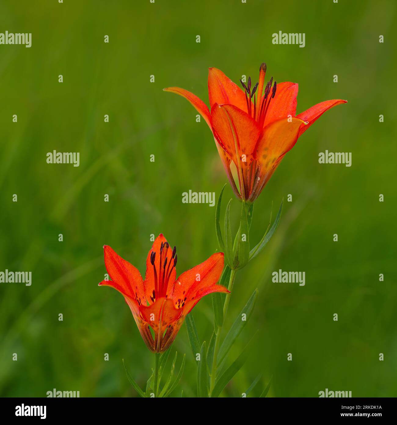 Western Red Lily Drawing