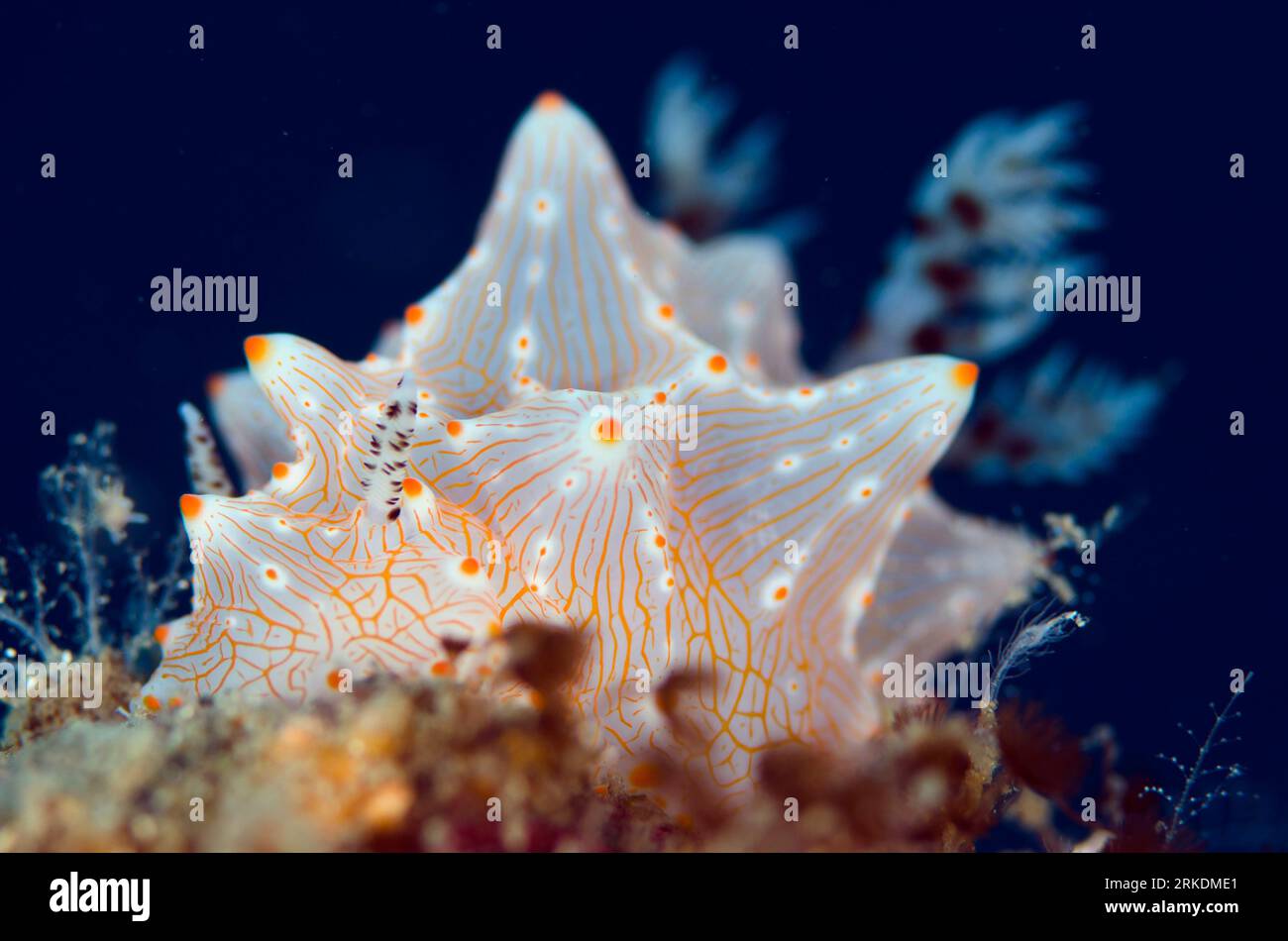 Batangas Halgerda Nudibranch, Halgerda batangas, Pintu Colada dive site ...