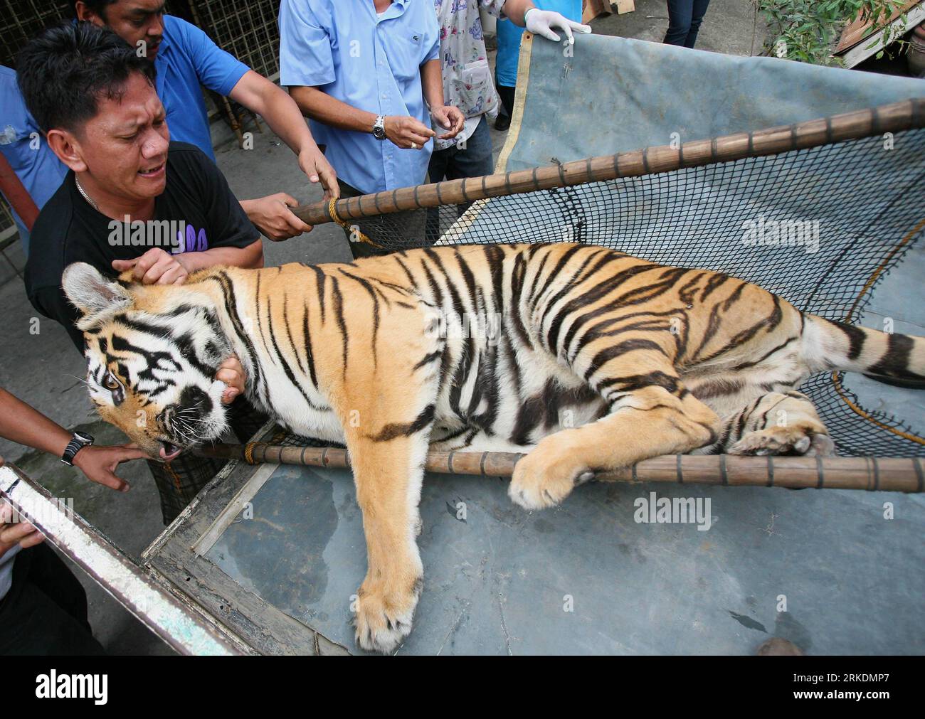 Snakes of philippines hi-res stock photography and images - Alamy