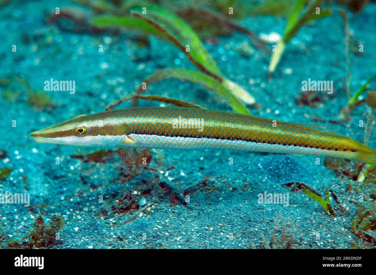 Cigar Wrasse, Cheilio inermis, Jari Jari dive site, Lembeh Straits ...