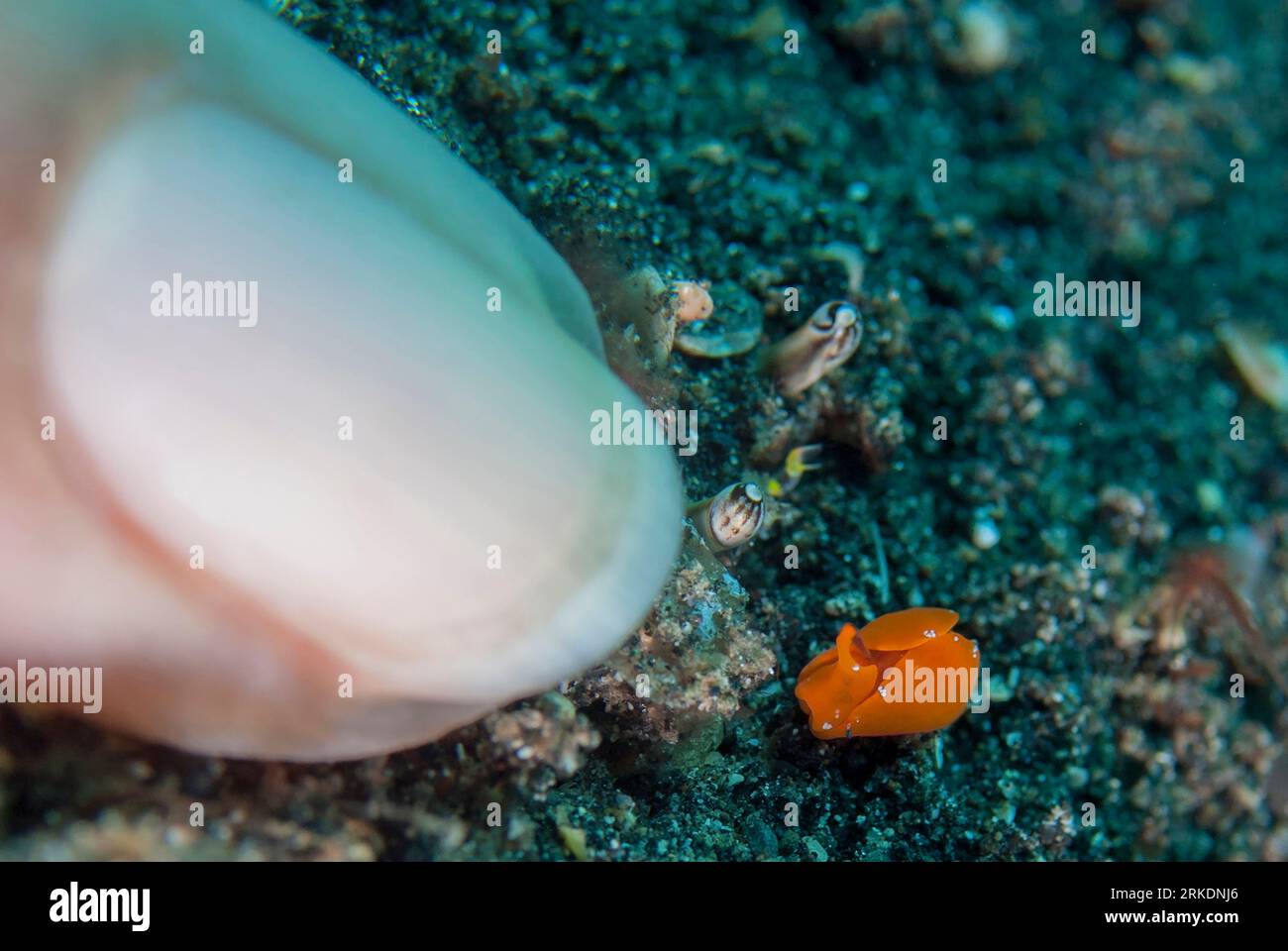 Finge pointing at Sapsucking Slug, Thuridilla sp, Jari Jari dive site ...