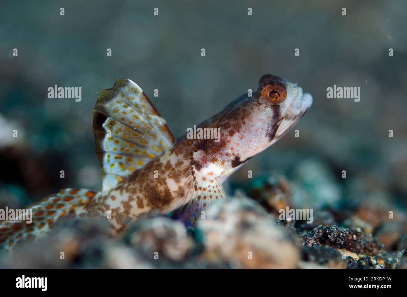 Monster Shrimpgoby, Tomiyamichthys oni, standing guard by hole entrance ...