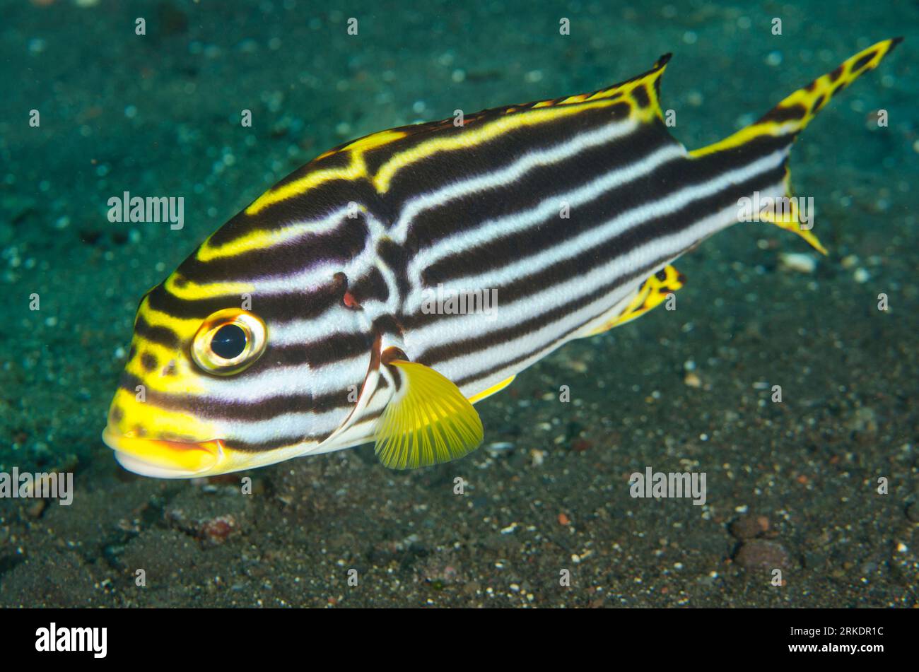 Plectorhinchus lessonii hi-res stock photography and images - Alamy