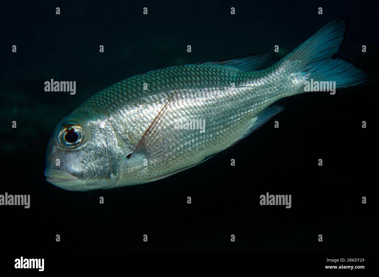 Humpnose Bigeye Bream, Monotaxis grandoculis, Liberty Wreck dive site ...