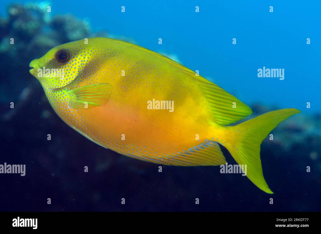 Coral Rabbitfish, Siganus coralinus, Liberty Wreck dive site, Tulamben ...