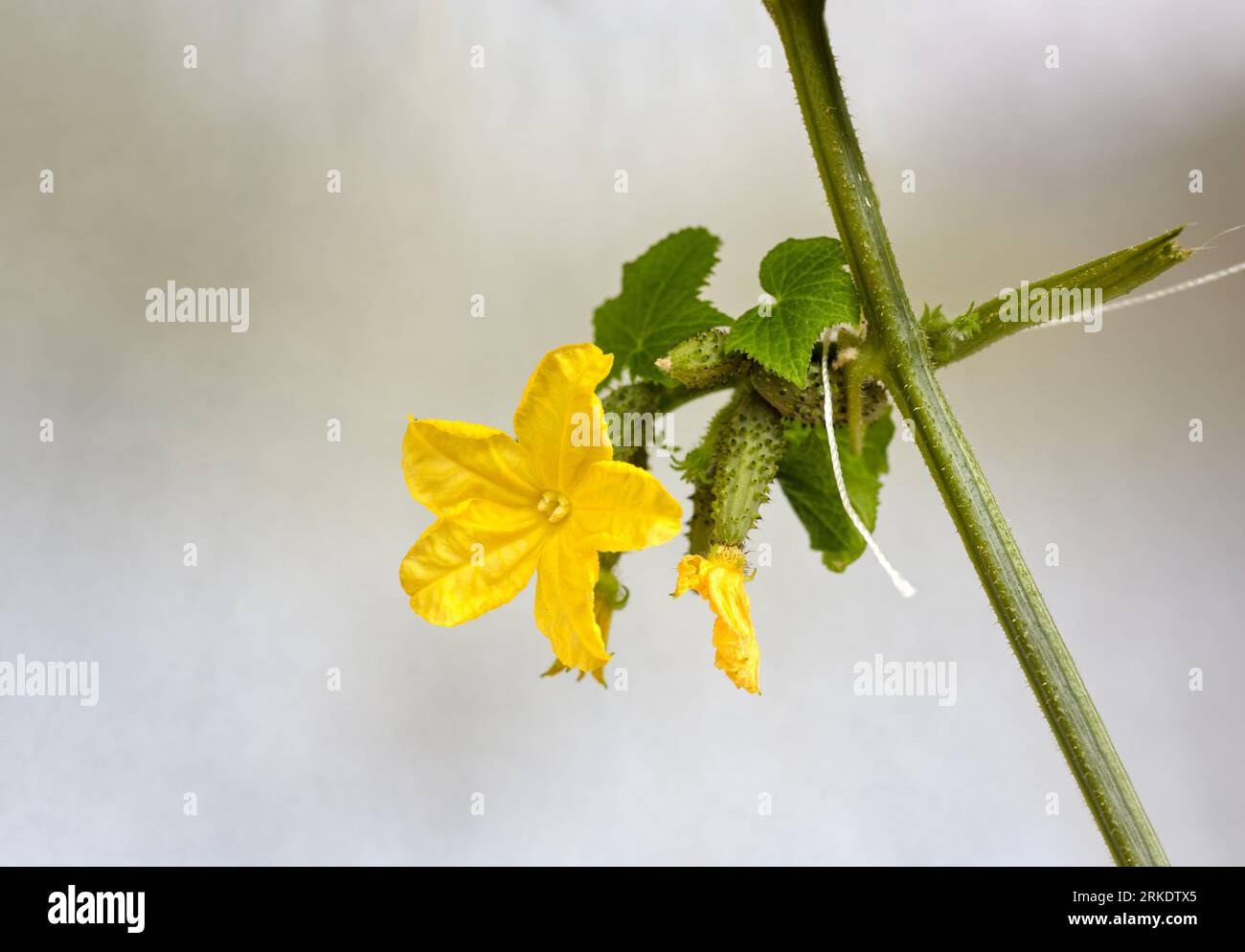 Natural cucumber grows in a greenhouse. Growing fresh vegetables in a ...