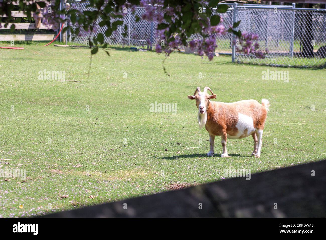 Curious young goat stands hi-res stock photography and images - Alamy