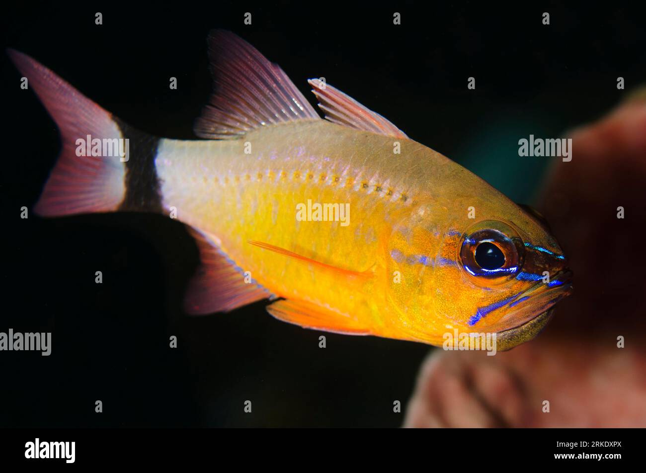 Ringtailed Cardinalfish, Ostorhinchus aureus, Bulakan dive site, Seraya ...