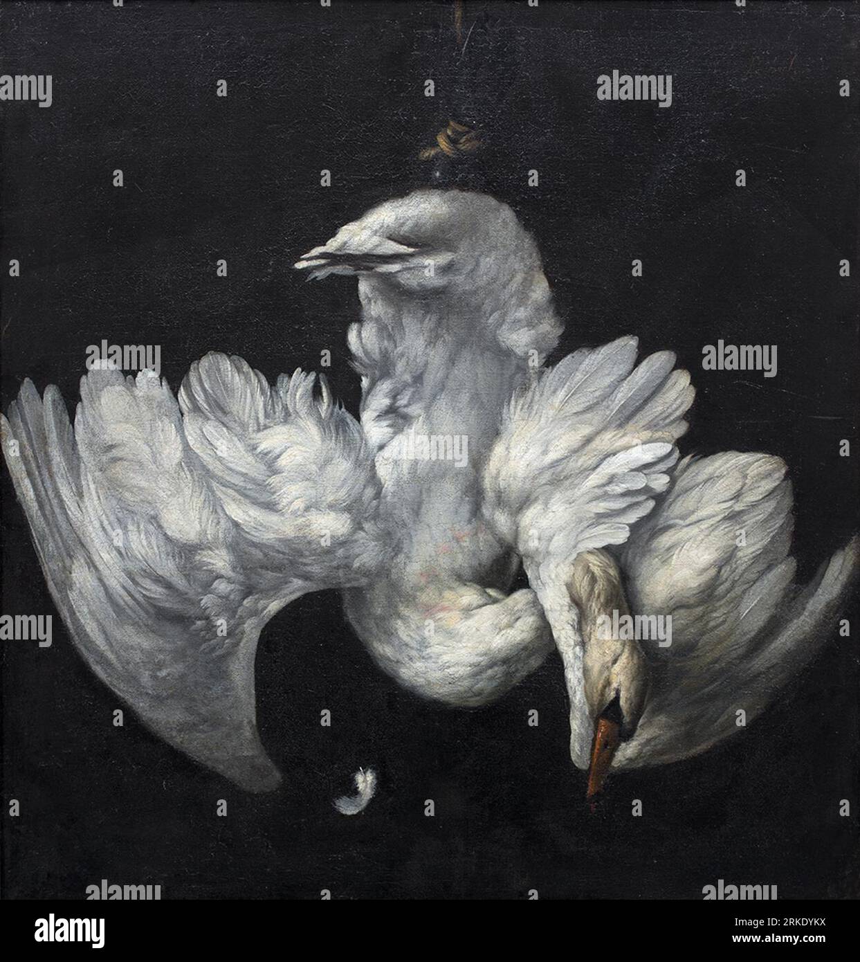 Dode zwaan hi-res stock photography and images - Alamy