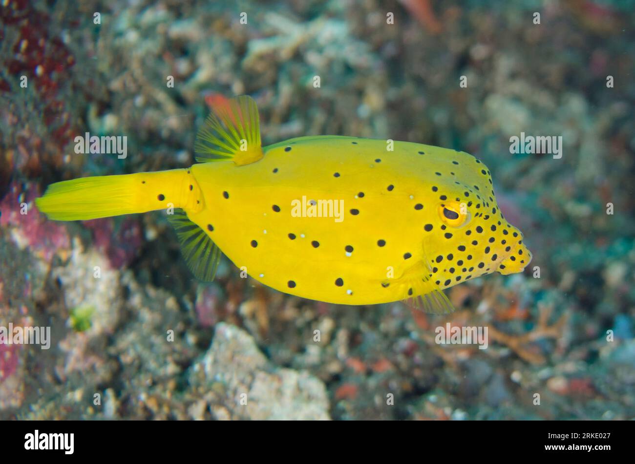 Juvenile Yellow Boxfish, Ostracion cubicus, Segara dive site, Seraya ...